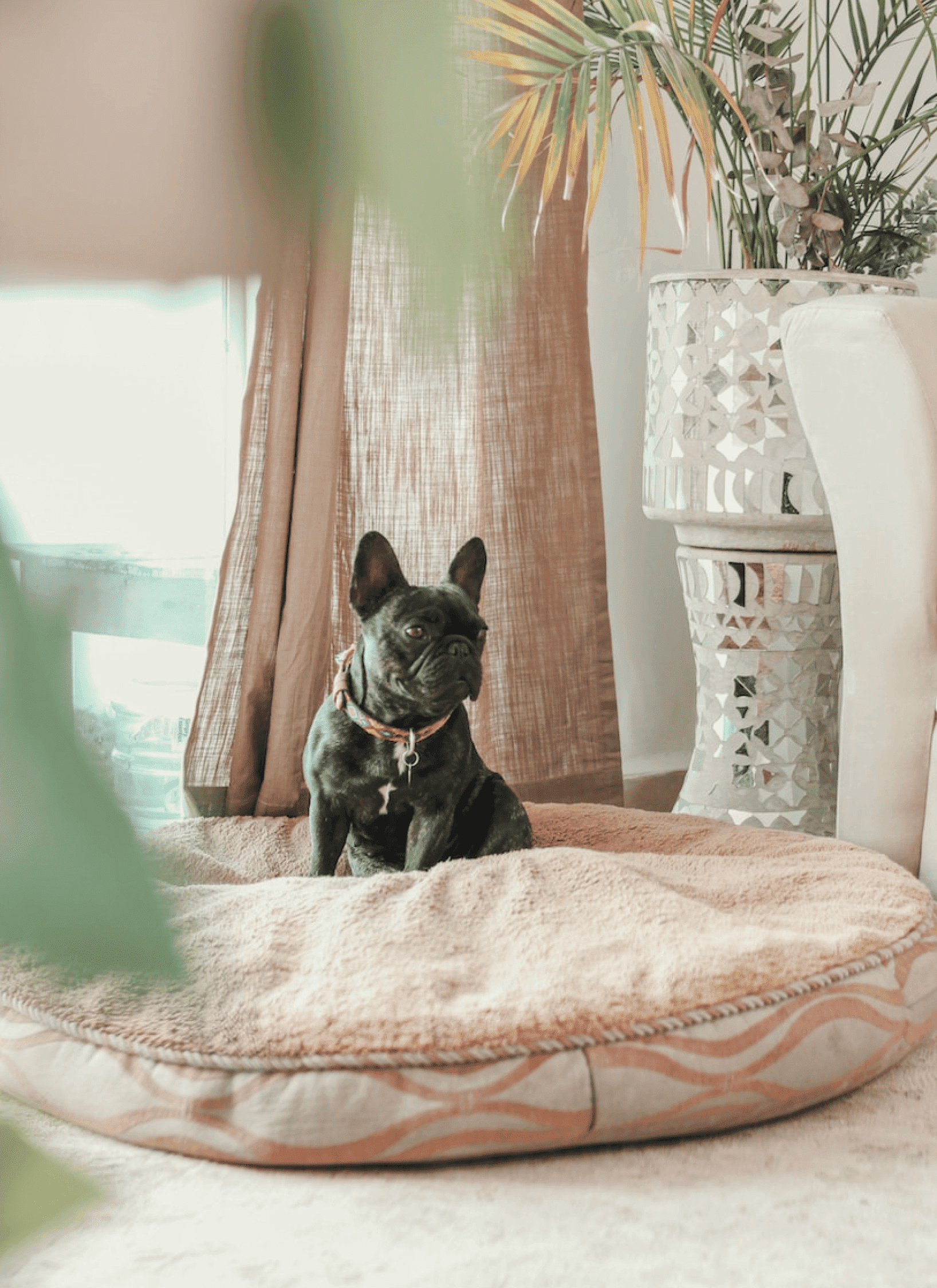Aeternal Paws - Pet Cremation Services